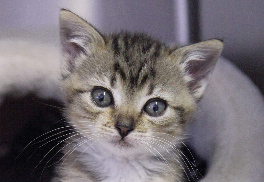 Jigsaw Sale at Jigsaw Puzzles Direct