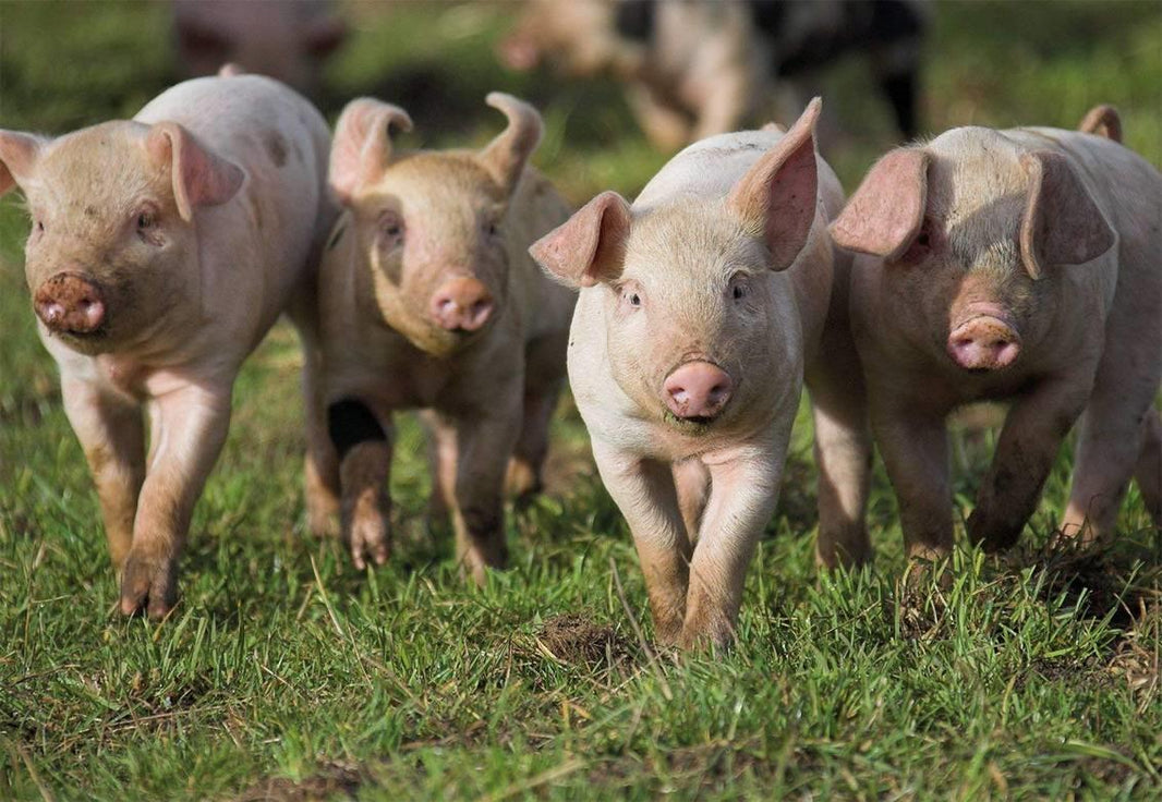 Jigsaw Sale at Jigsaw Puzzles Direct