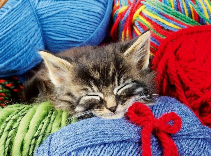 Cat Puzzles | Jigsaw Puzzles Direct